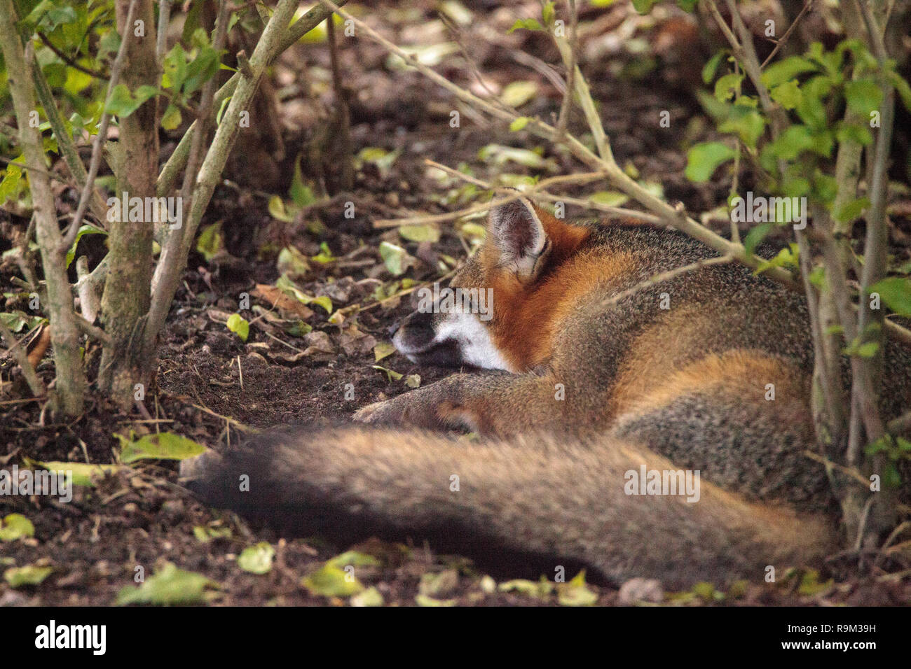 Nap under the tree hi-res stock photography and images - Alamy