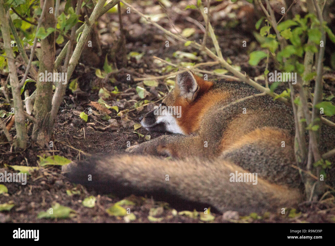 Grey fox Urocyon cinereoargenteus curls up for a nap under a tree Stock ...