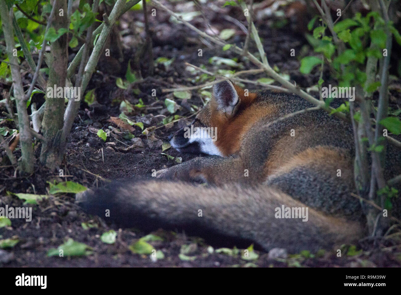 Nap under the tree hi-res stock photography and images - Alamy