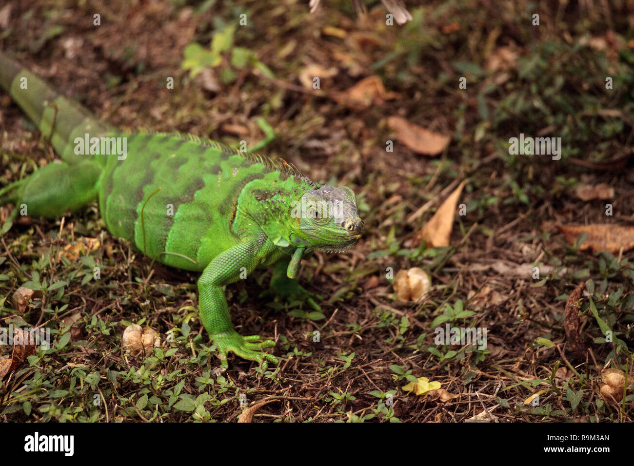 Juvenile green iguana scientifically known as Iguana iguana is an ...