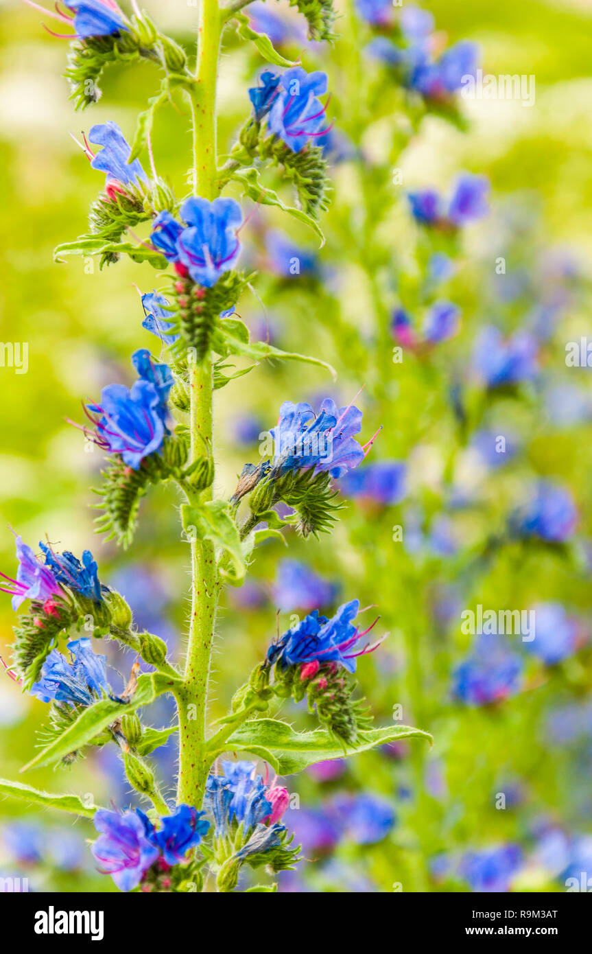 Wild blooming vibrant blue Echium vulgare flower plants in the field ...