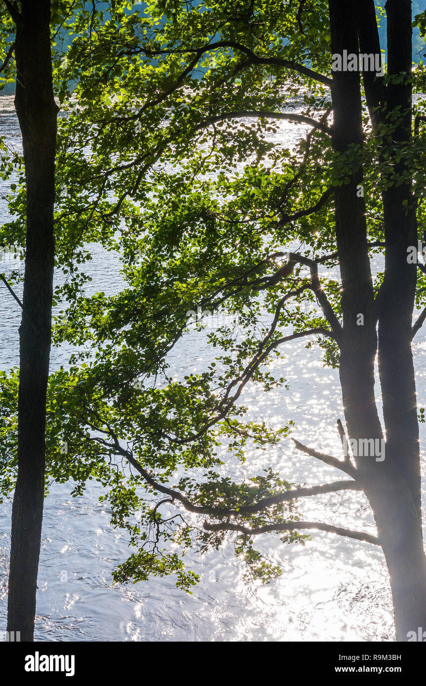 Sunny view on flowing river streams through coastal trees branches ...