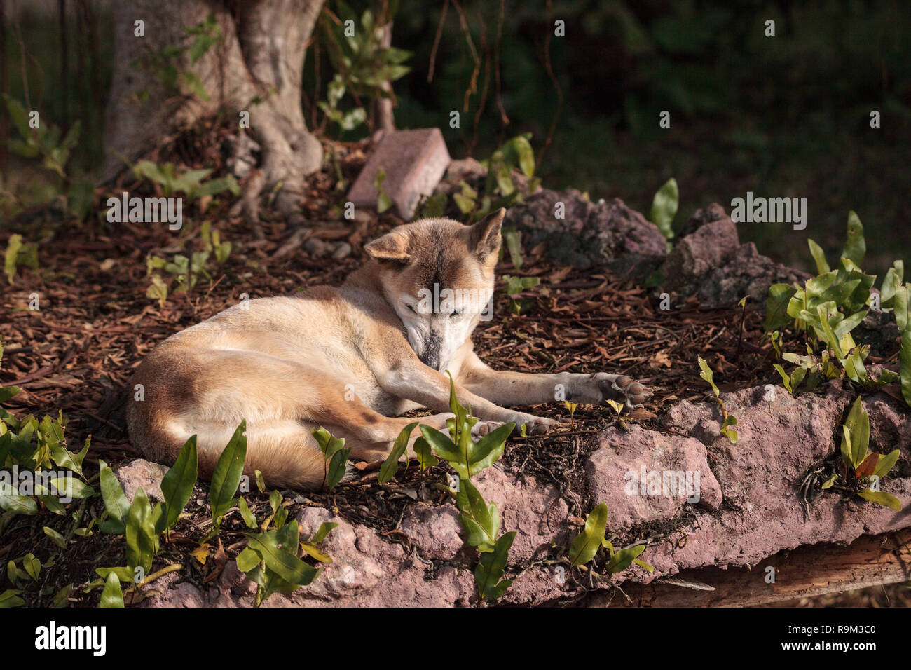 Old elderly New Guinea Singing Dog Canis lupus dingo relaxes under a ...
