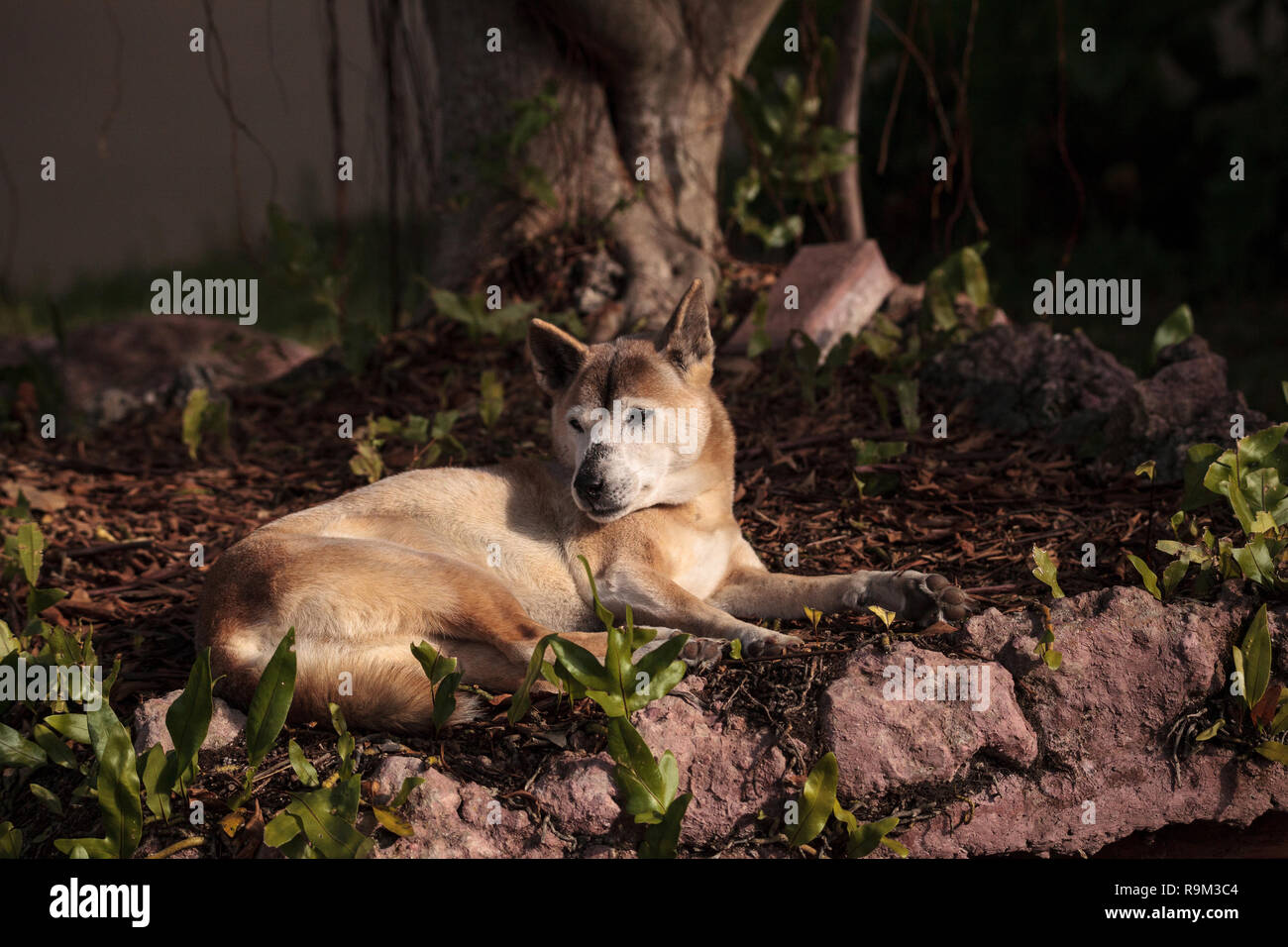 Old elderly New Guinea Singing Dog Canis lupus dingo relaxes under a ...