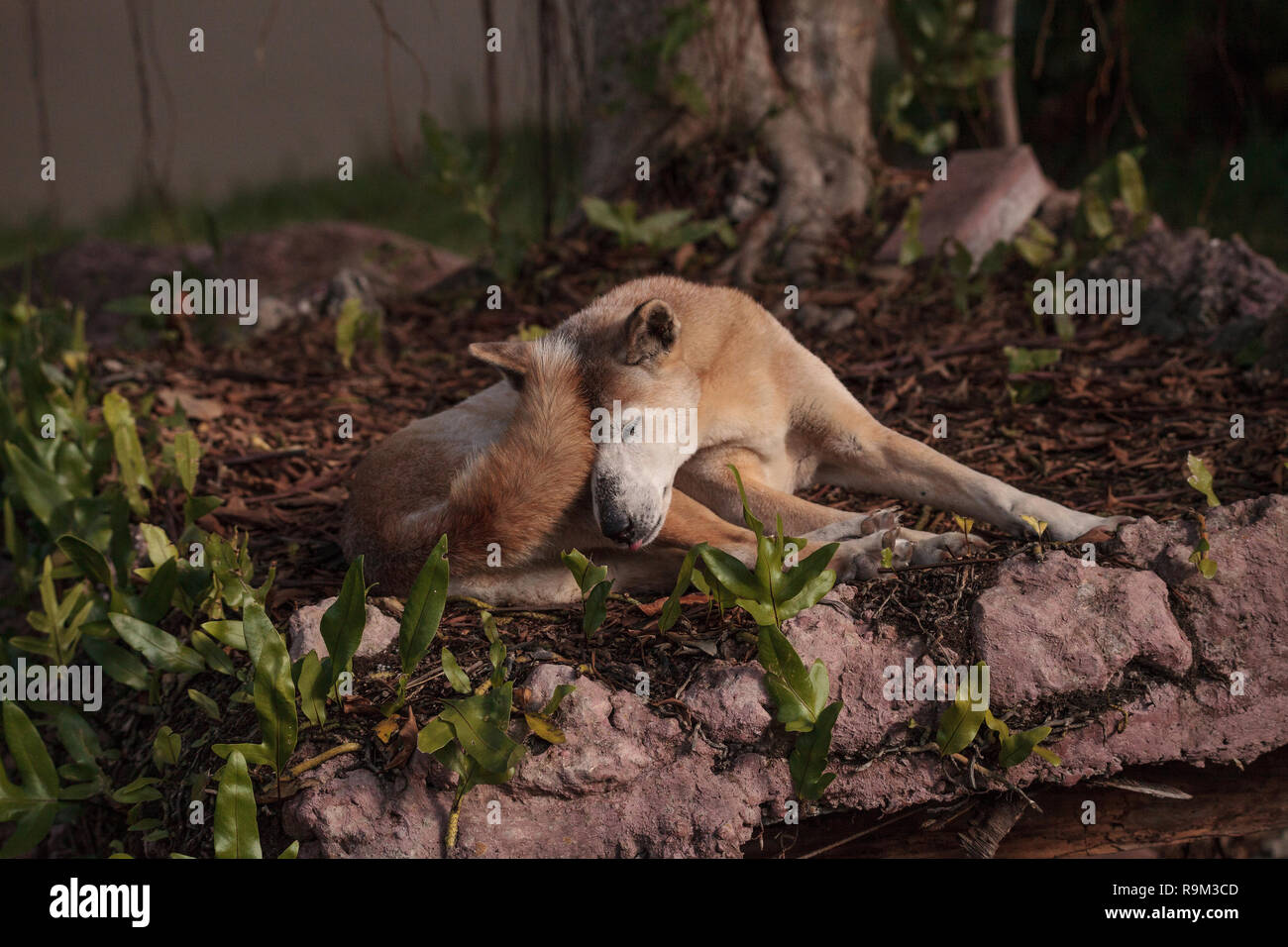 New guinea highland dog new guinea singing dog hi-res stock photography ...