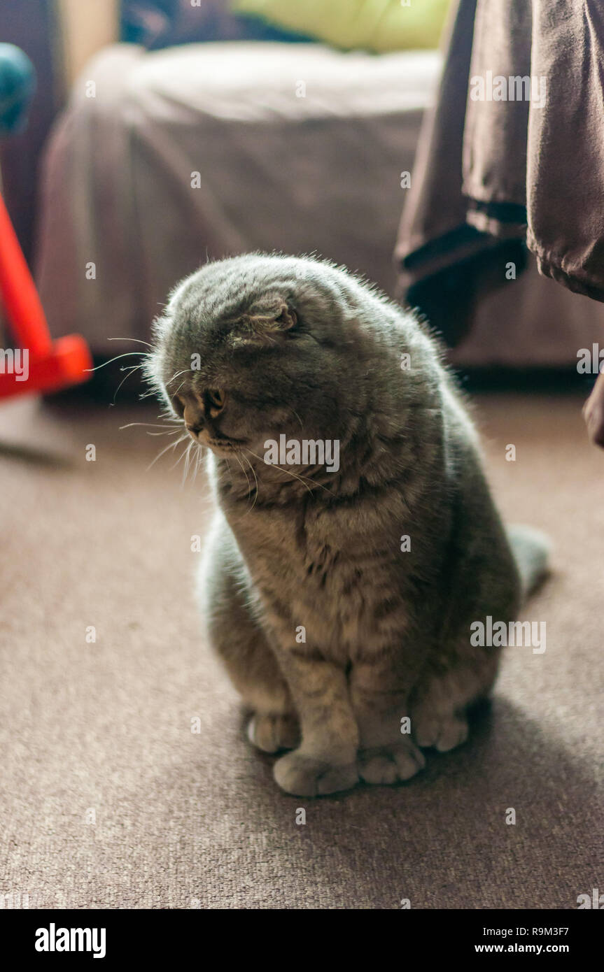 Cat with folded ear hi-res stock photography and images - Alamy