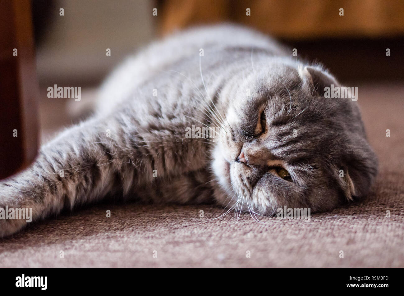 Cat with one folded ear hi-res stock photography and images - Alamy