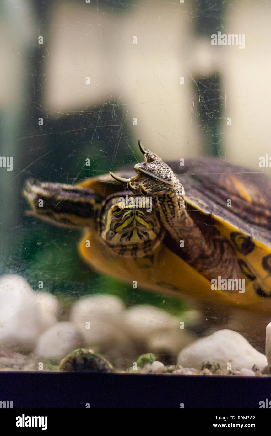 Portrait of Pond Slider Trachemys Scripta turtle swimming in aquarium and showing rock sign ...