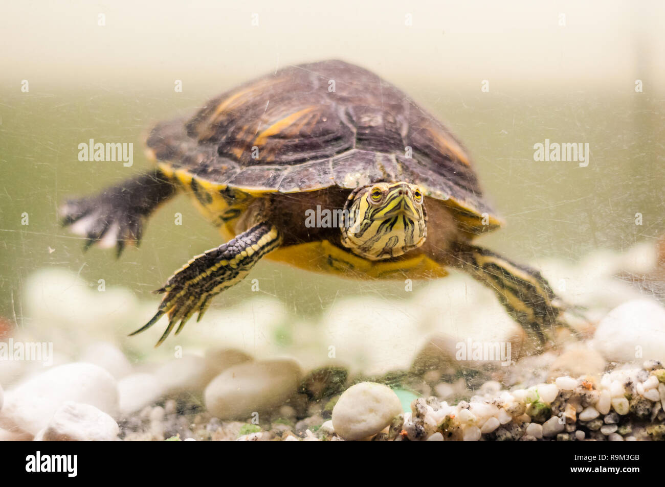 Portrait of Pond Slider Trachemys Scripta turtle swimming in aquarium ...