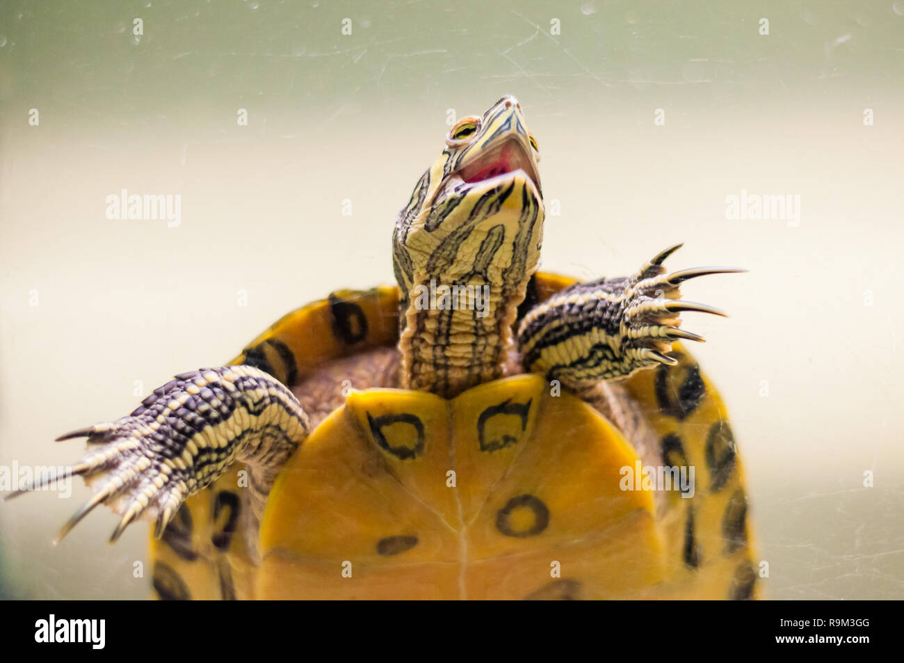 Angry turtle hi-res stock photography and images - Alamy