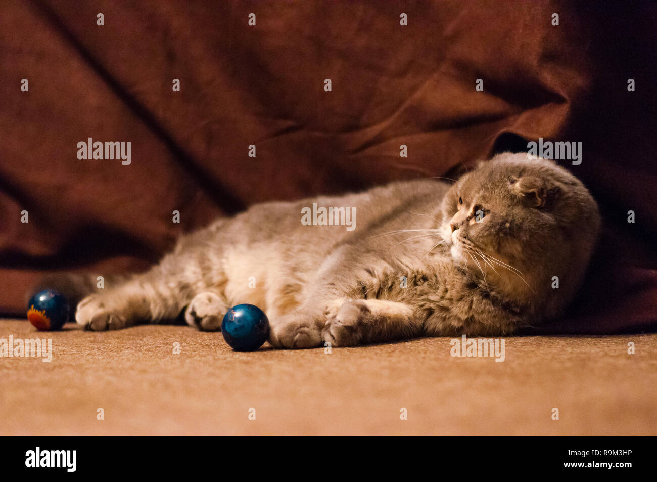 Cat with folded ear hi-res stock photography and images - Alamy