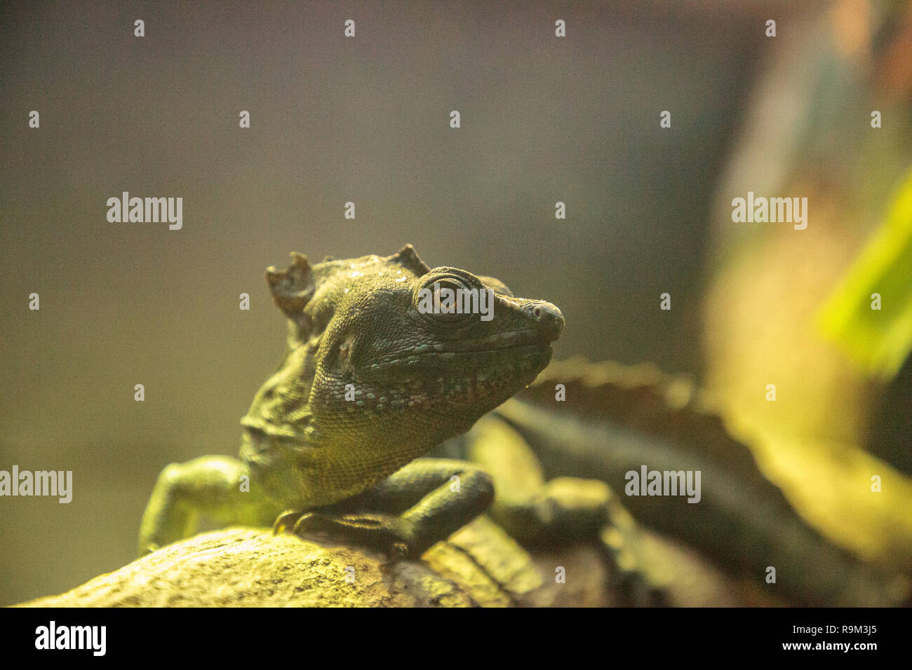 Plumed Basilisk lizard Basiliscus plumifrons is native to Central ...