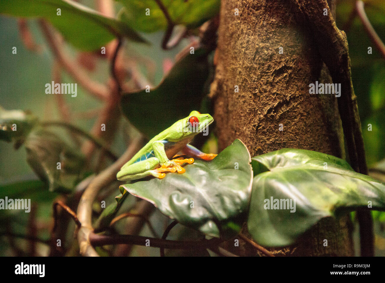 Red-eyed tree frog Agalychnis callidryas rest on a leaf in a tropical ...