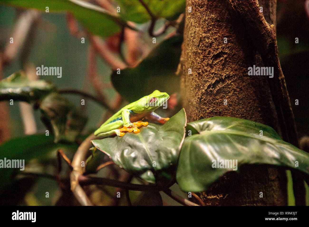Red-eyed tree frog Agalychnis callidryas rest on a leaf in a tropical ...