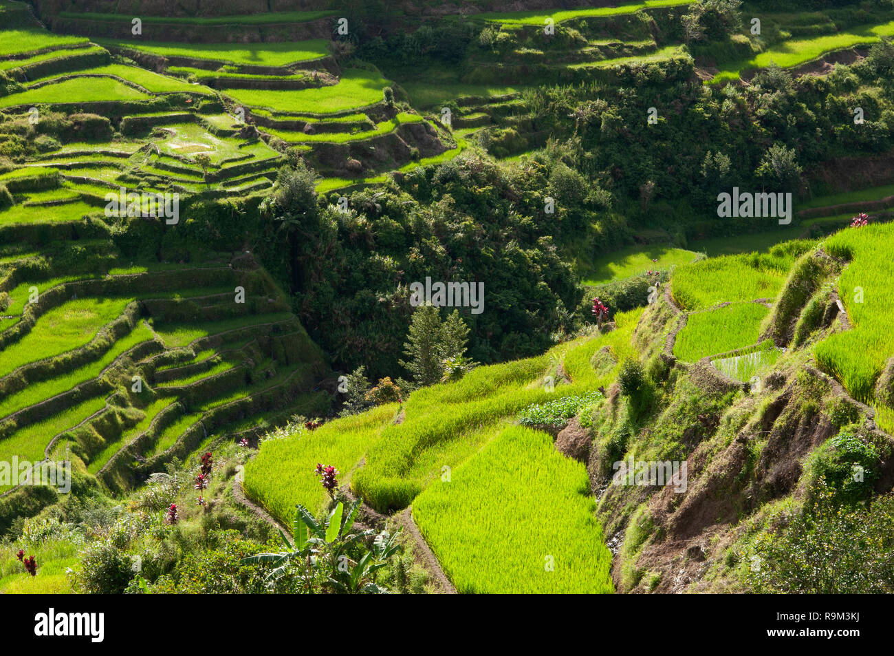 Banaue Rice Terraces, Ifugao Province, Cordillera Region, Luzon ...