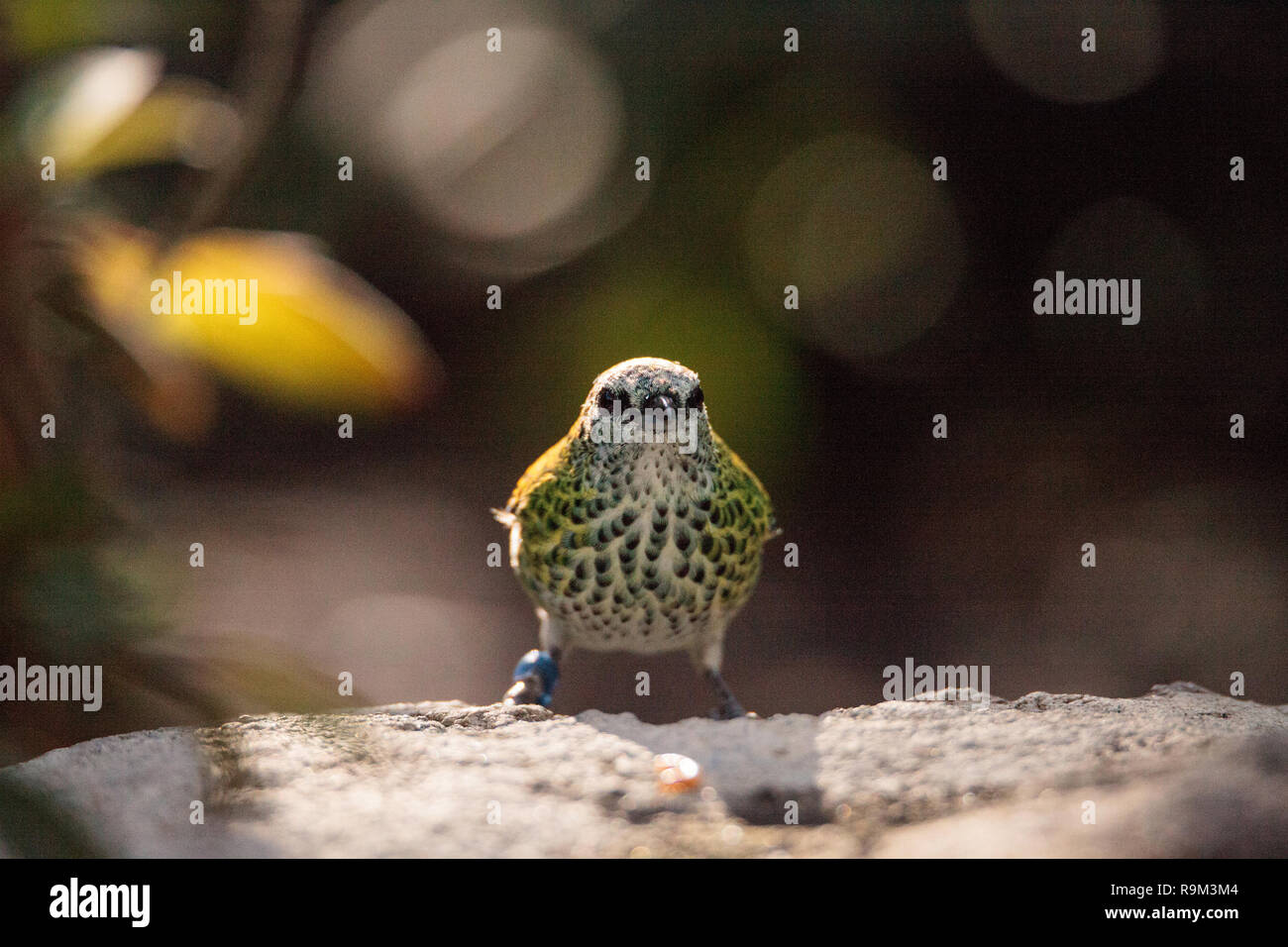 Spotted tanager bird Tangara punctate is a neotropical bird that has ...