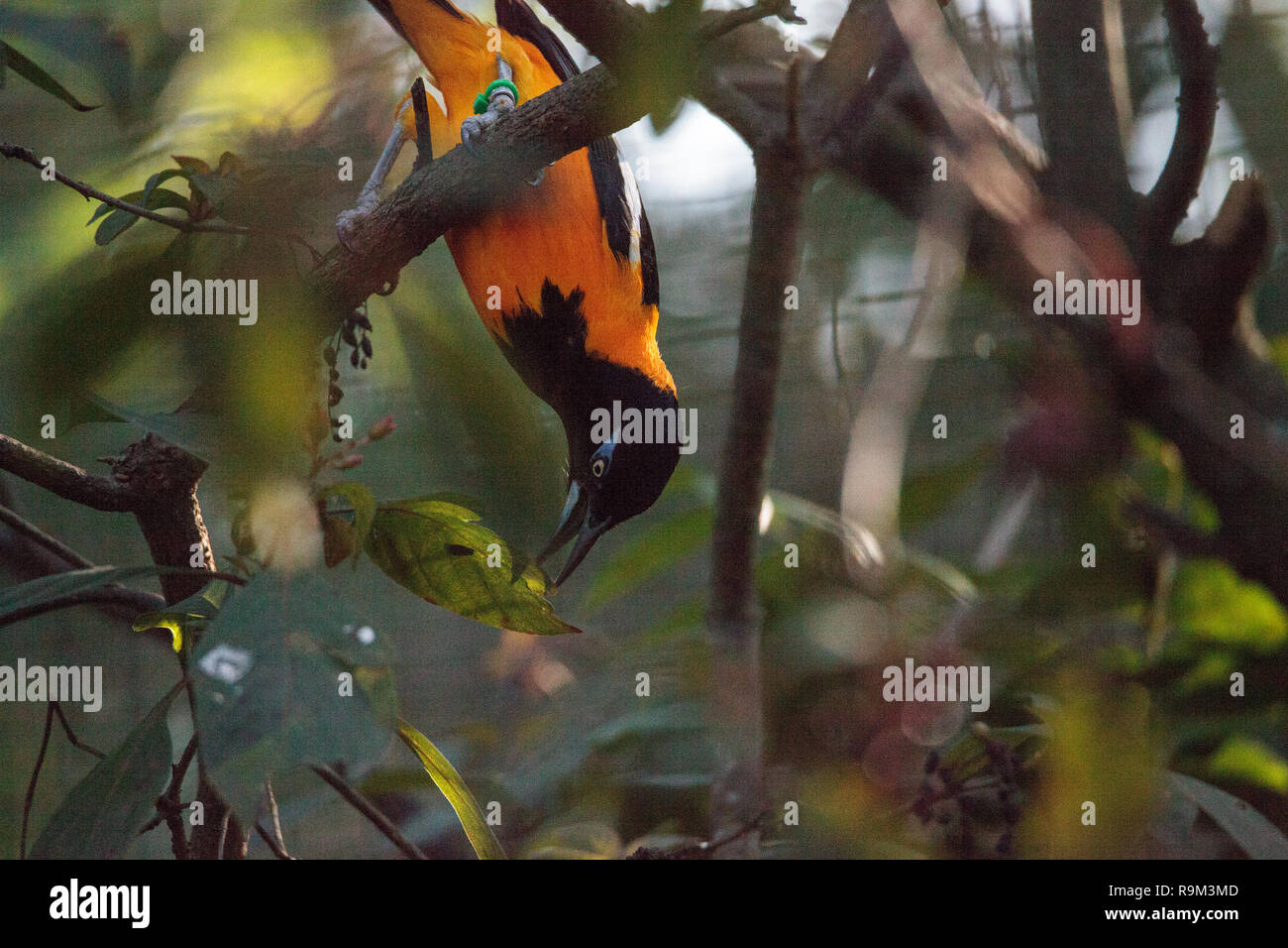 Venezuelan troupial bird Icterus icterus found in the tropical forests ...