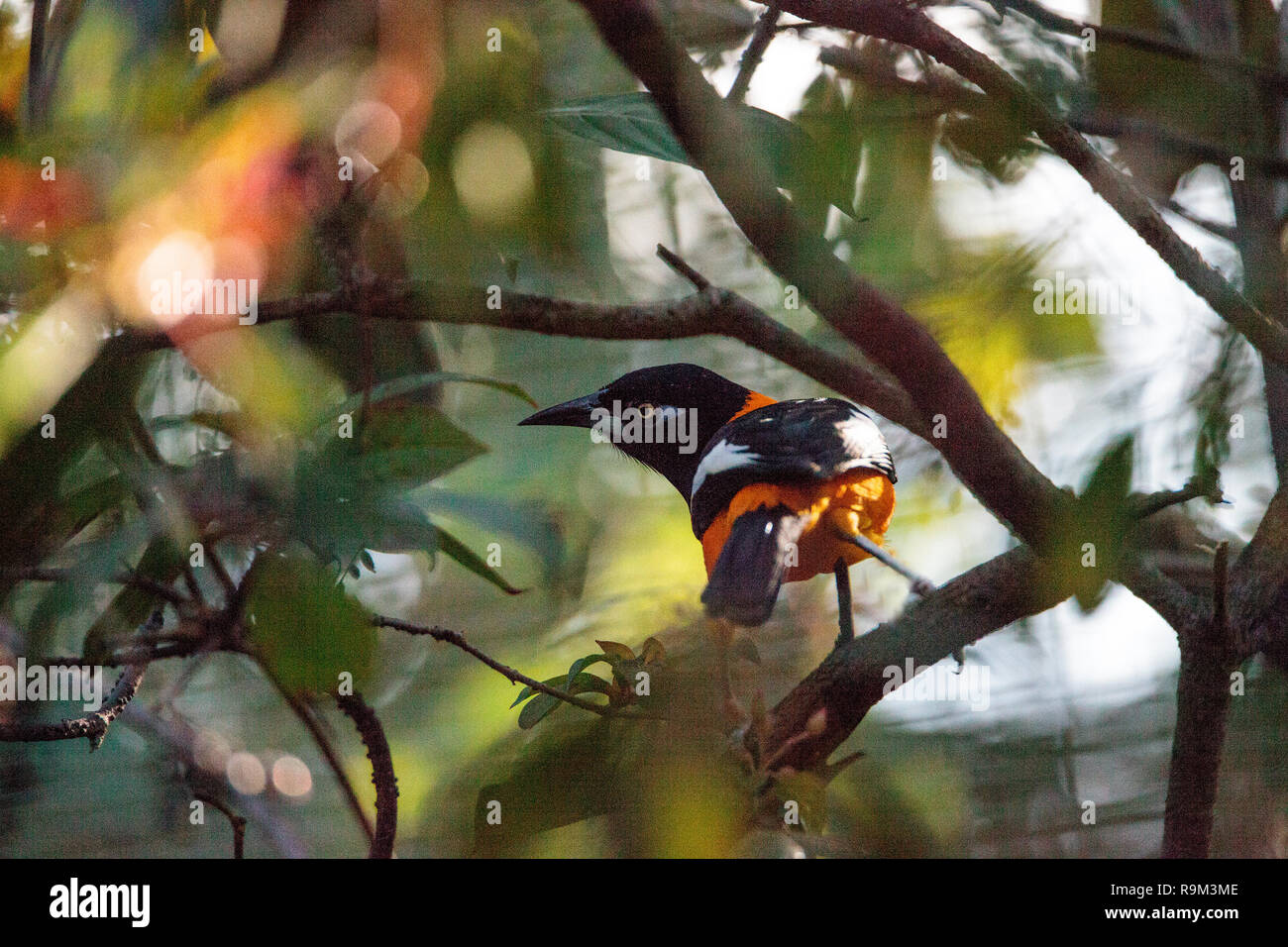 Venezuelan troupial bird Icterus icterus found in the tropical forests ...