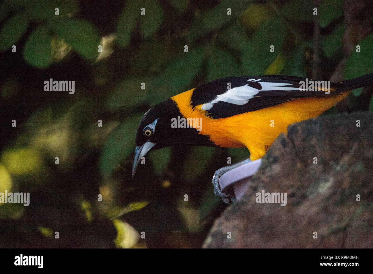 Venezuelan troupial hi-res stock photography and images - Alamy
