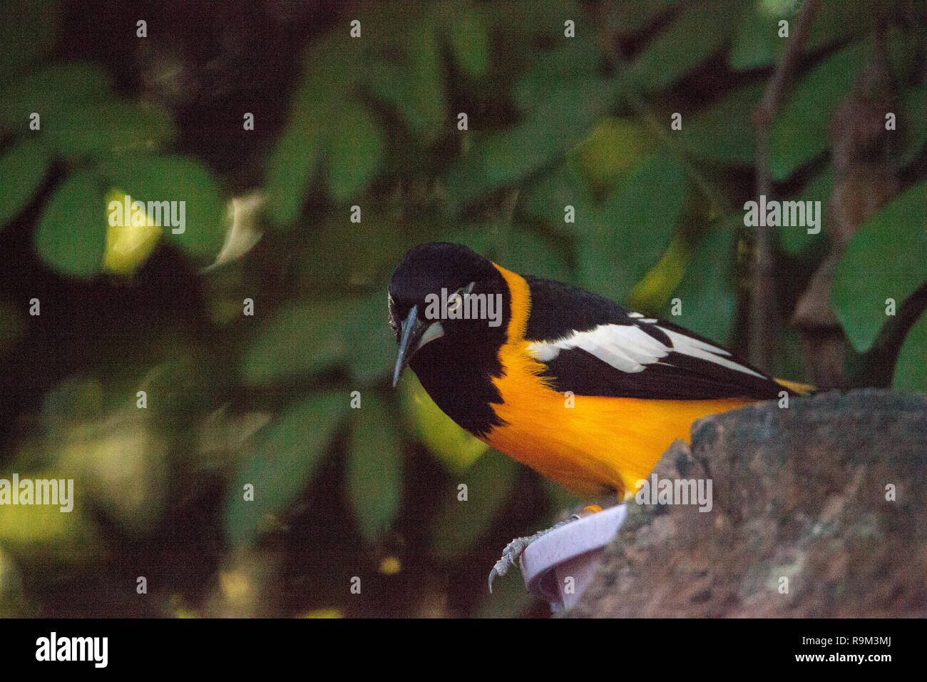 Troupial venezuela hi-res stock photography and images - Alamy