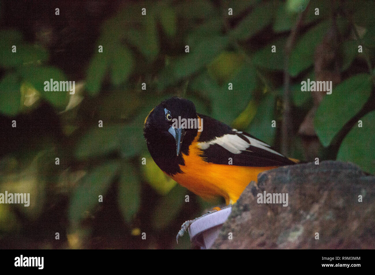 Venezuelan troupial bird Icterus icterus found in the tropical forests ...