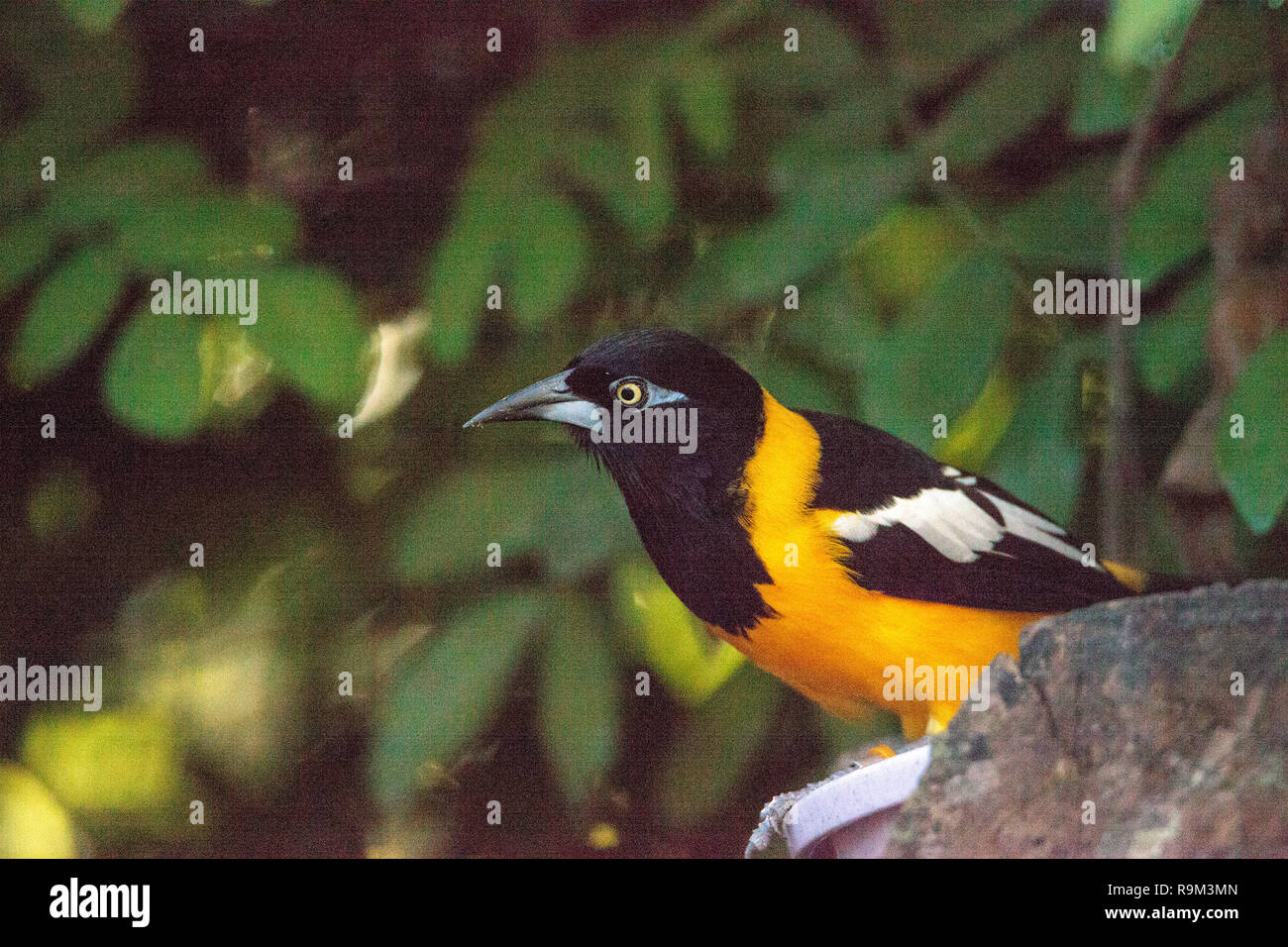 Venezuelan troupial hi-res stock photography and images - Alamy