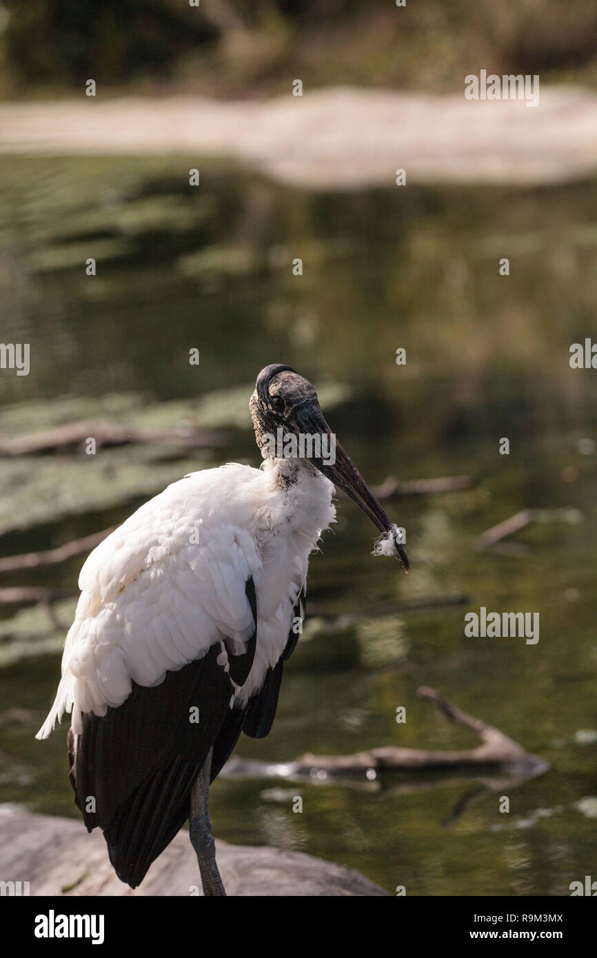 Wood stork Mycteria Americana stands in a marsh at Corkscrew Swamp ...
