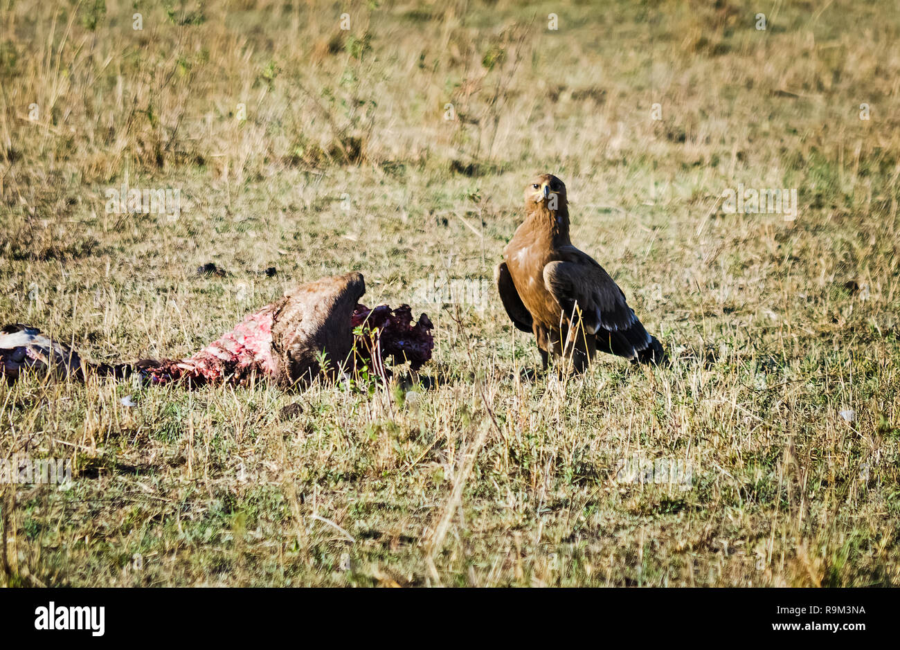 African eagle, bird of kenya. Bird of prey from the family of Eagles ...