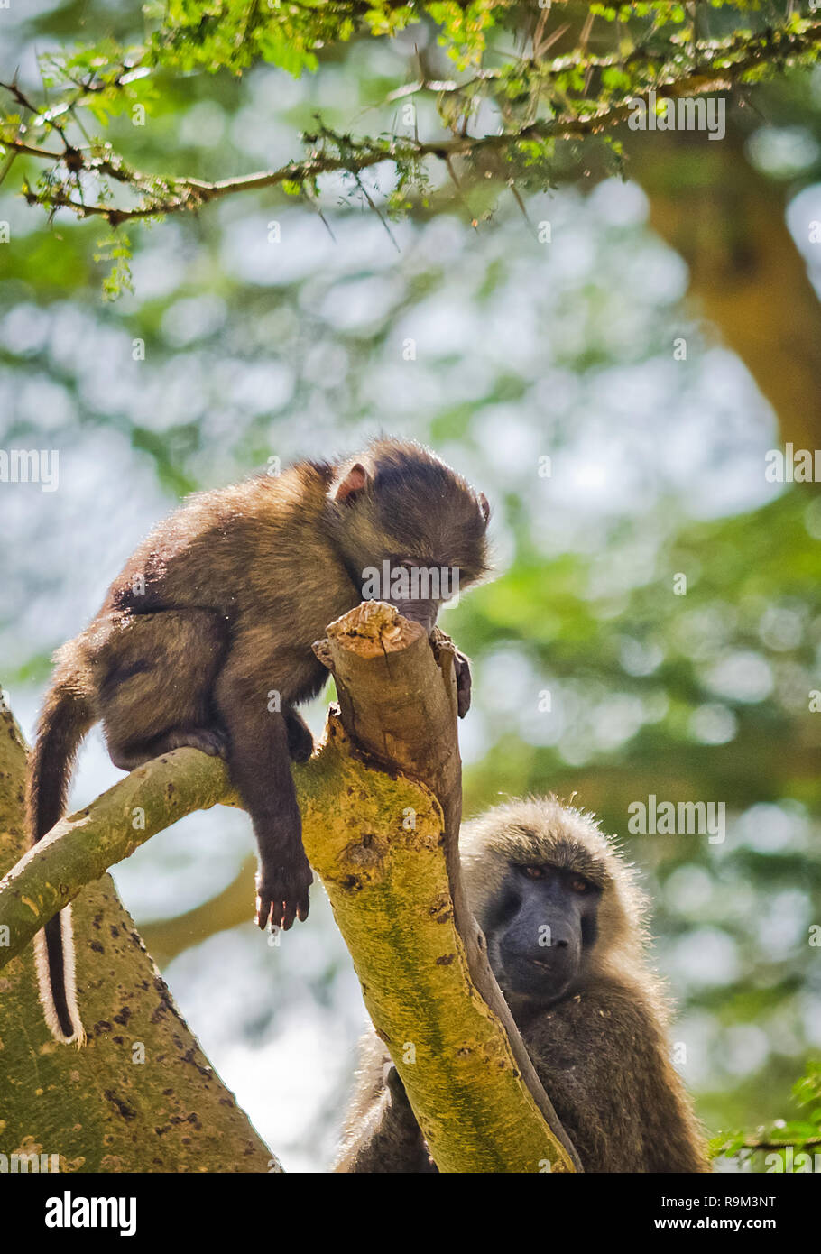 Baboon. Marmoset monkey African savannah. Baboon in their natural ...