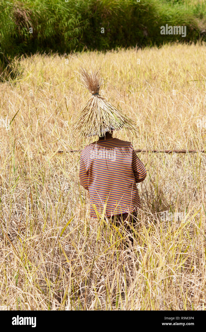 Hapao Rice Terraces, Hungduan, Ifugao Province, Cordillera Region ...