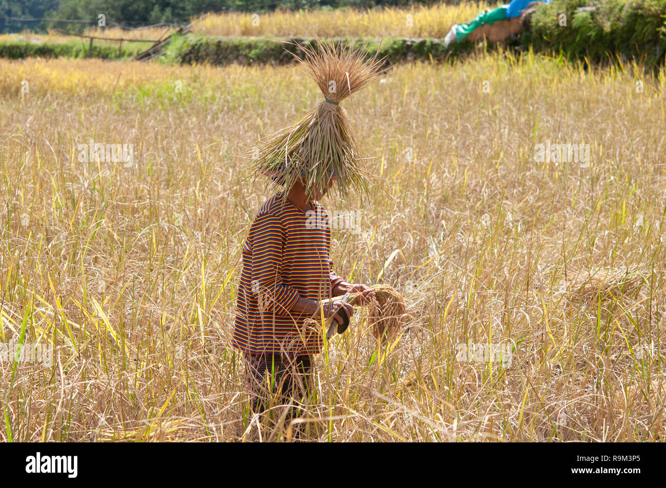 Hapao Rice Terraces, Hungduan, Ifugao Province, Cordillera Region ...