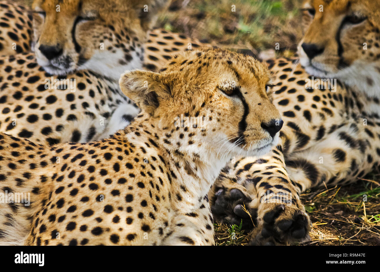Leopard in their natural habitat in the African savannah. The predator ...