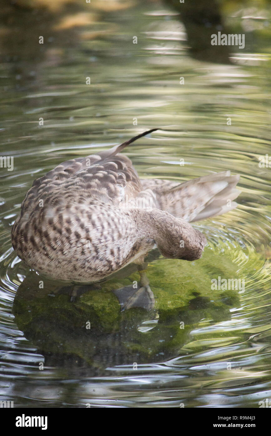 Splish splash hi-res stock photography and images - Alamy