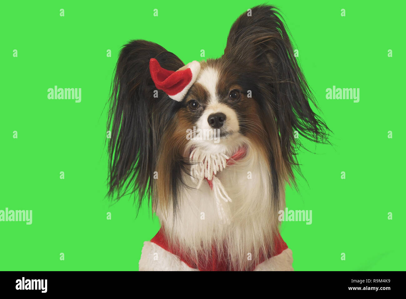 Beautiful dog Papillon in Santa Claus costume on green background Stock ...