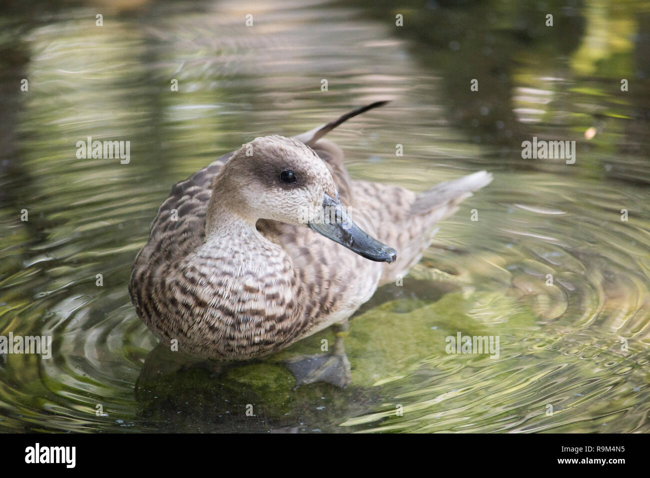 taking a bath landscape Stock Photo - Alamy