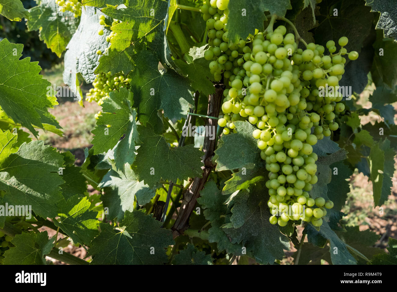 Nature detail image of green juicy grapes in a farm ready for harvest ...
