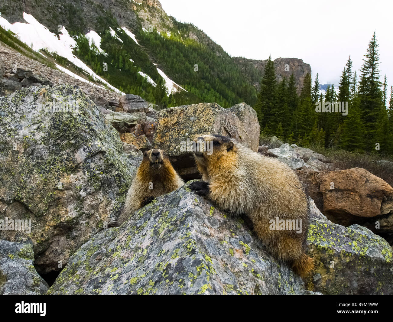 Canadian groundhog on stone boulders. Wildlife Canada Stock Photo - Alamy