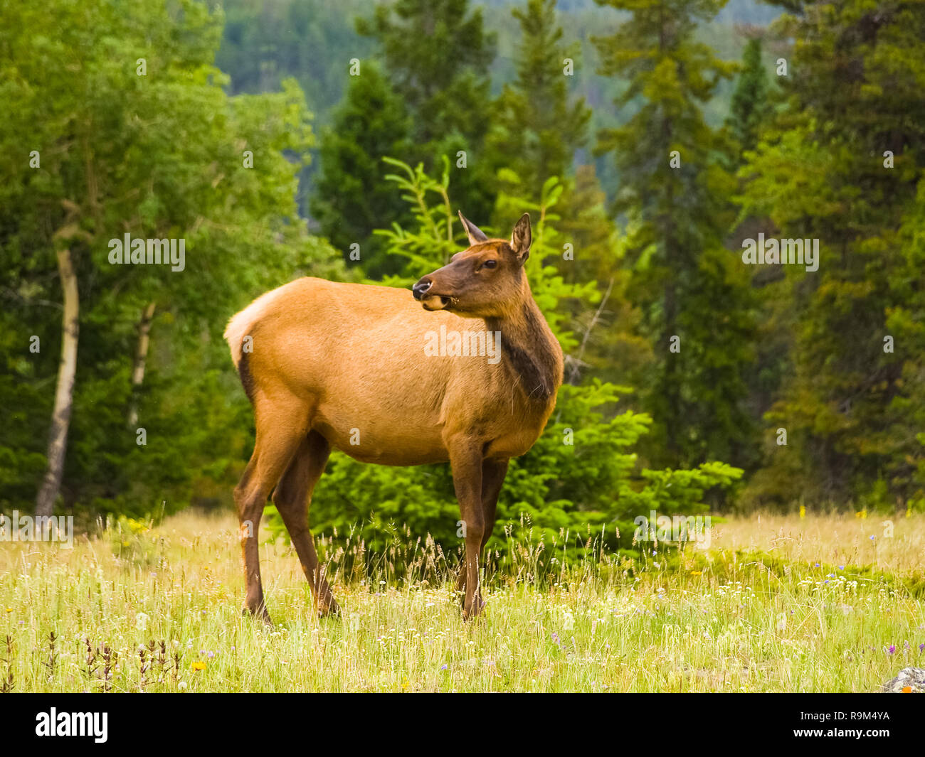 Deer on the lawn in the forest. Canadian deer graze Stock Photo - Alamy