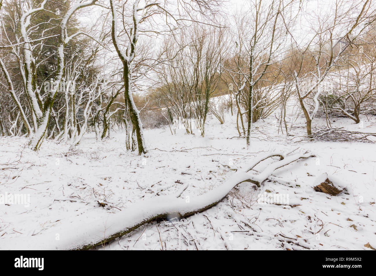 Winter road fallen tree hi-res stock photography and images - Alamy