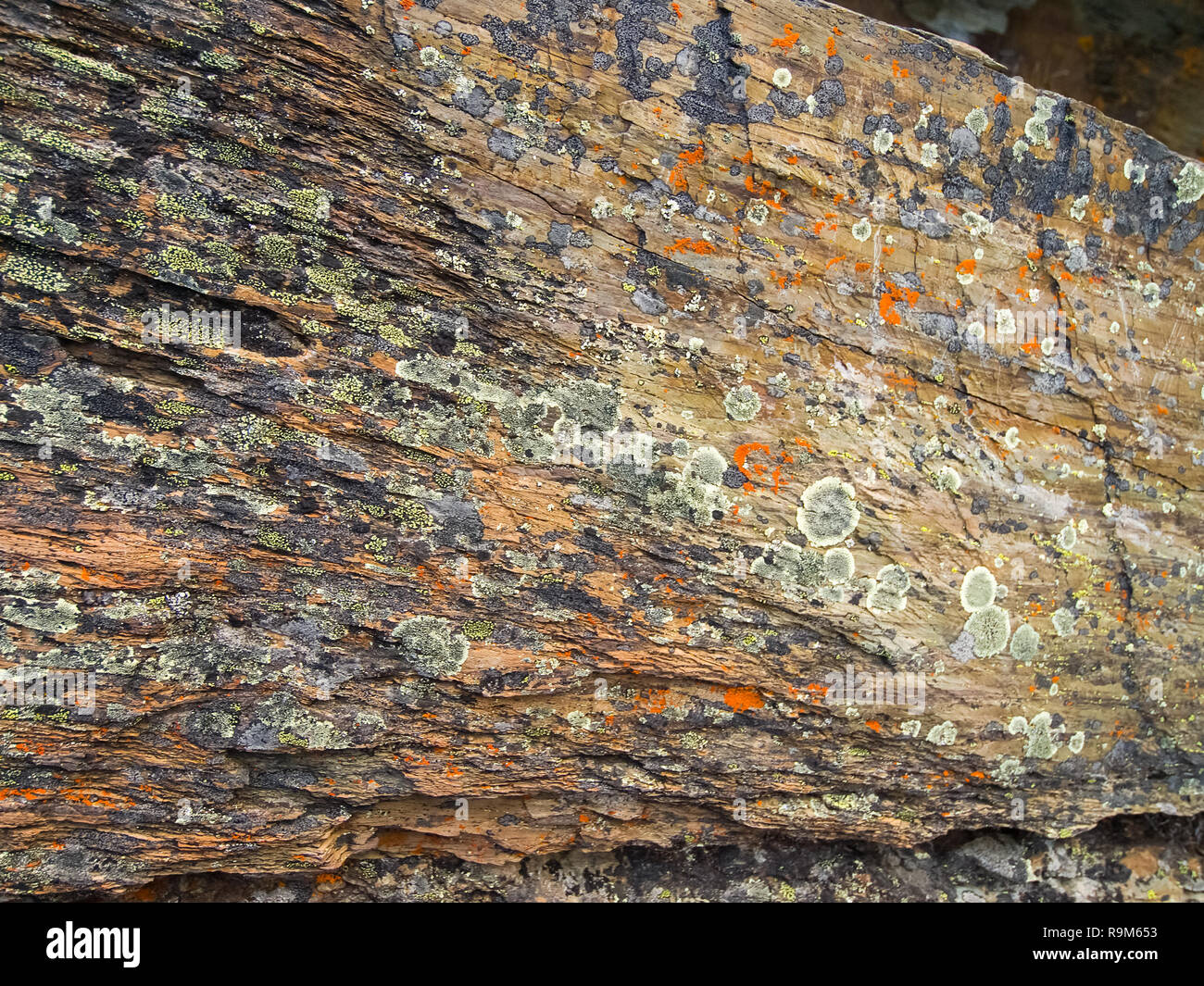 Bright orange crustose lichen hi-res stock photography and images - Alamy