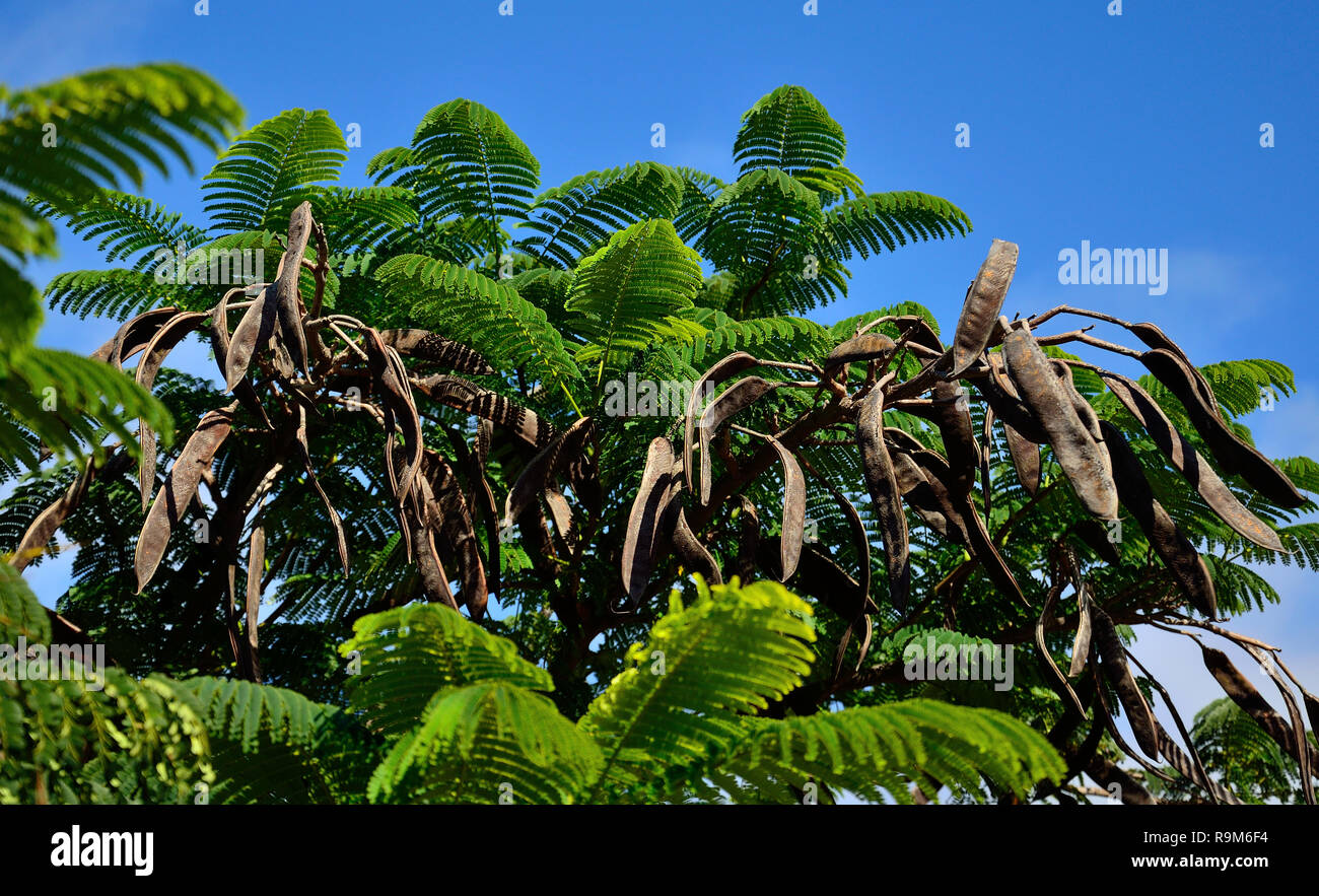 Flamboyan tree with numerous ripe fruits and blue sky background Stock ...