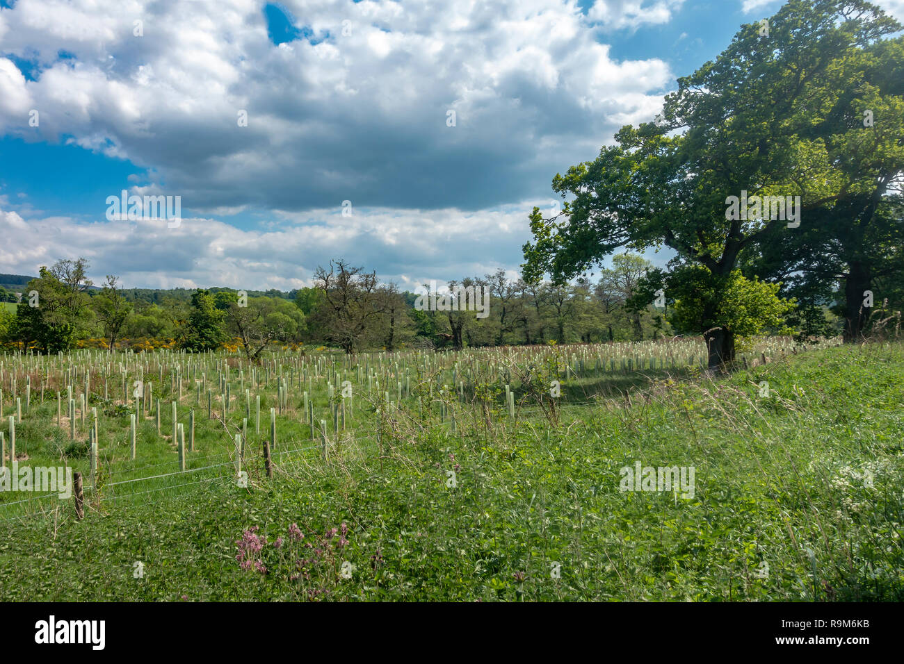Strathspey railway hi-res stock photography and images - Alamy