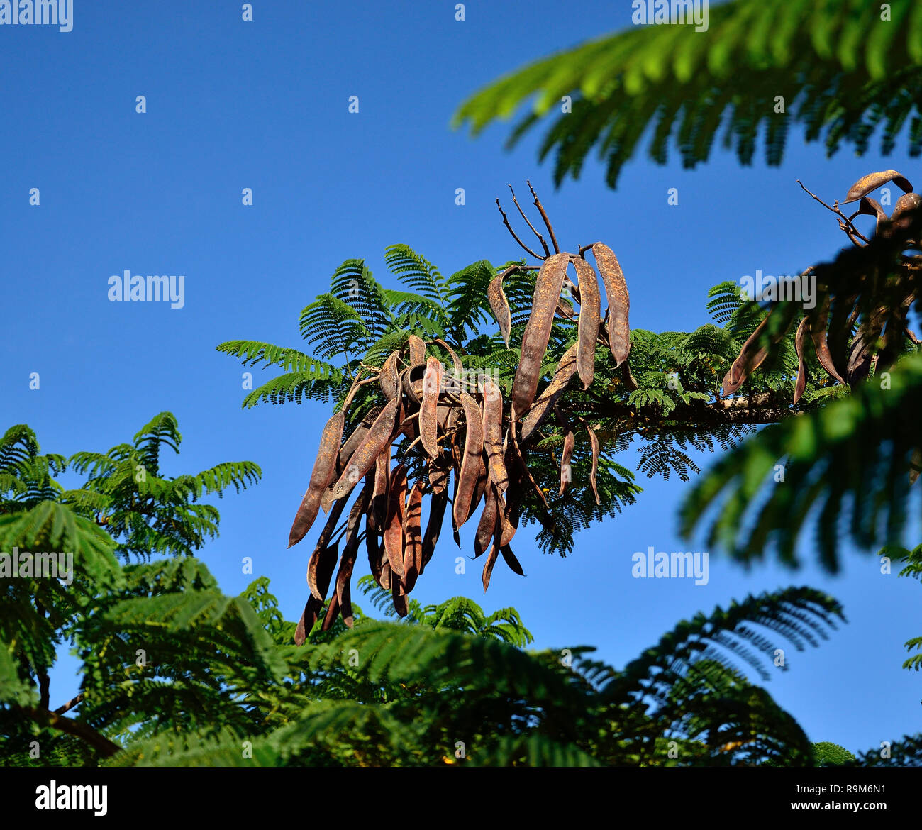 Flamboyant tree seeds hi-res stock photography and images - Alamy