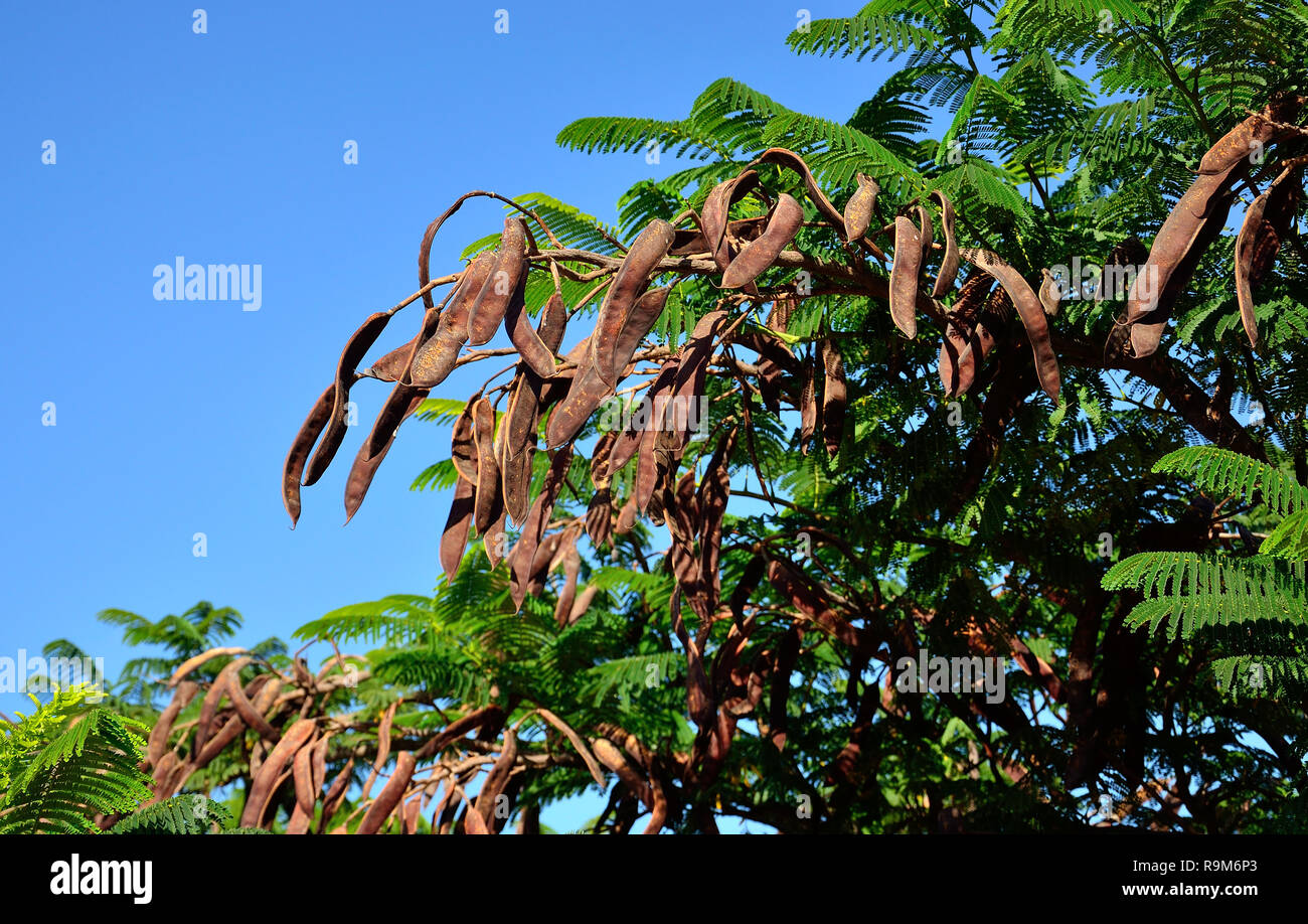 Flamboyan tree with numerous ripe fruits and blue sky, Delonix regia ...
