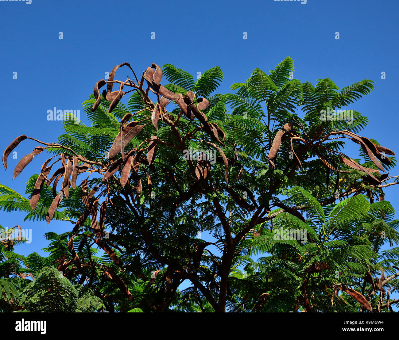 Branches of flamboyan tree with ripe fruits and intense blue sky ...