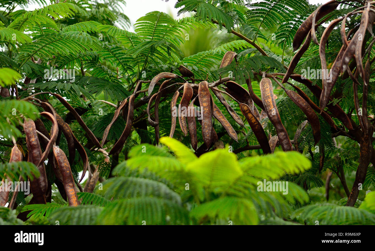 Seed pods among the green branches, Flamboyan tree, Delonix regia Stock ...