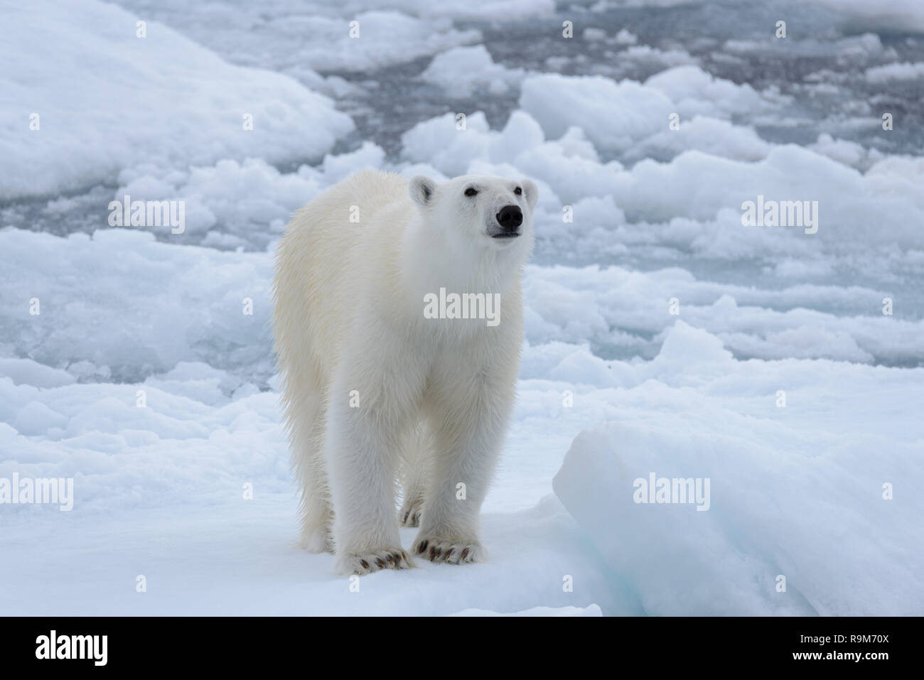 Wild polar bear on pack ice in Arctic sea close up Stock Photo - Alamy