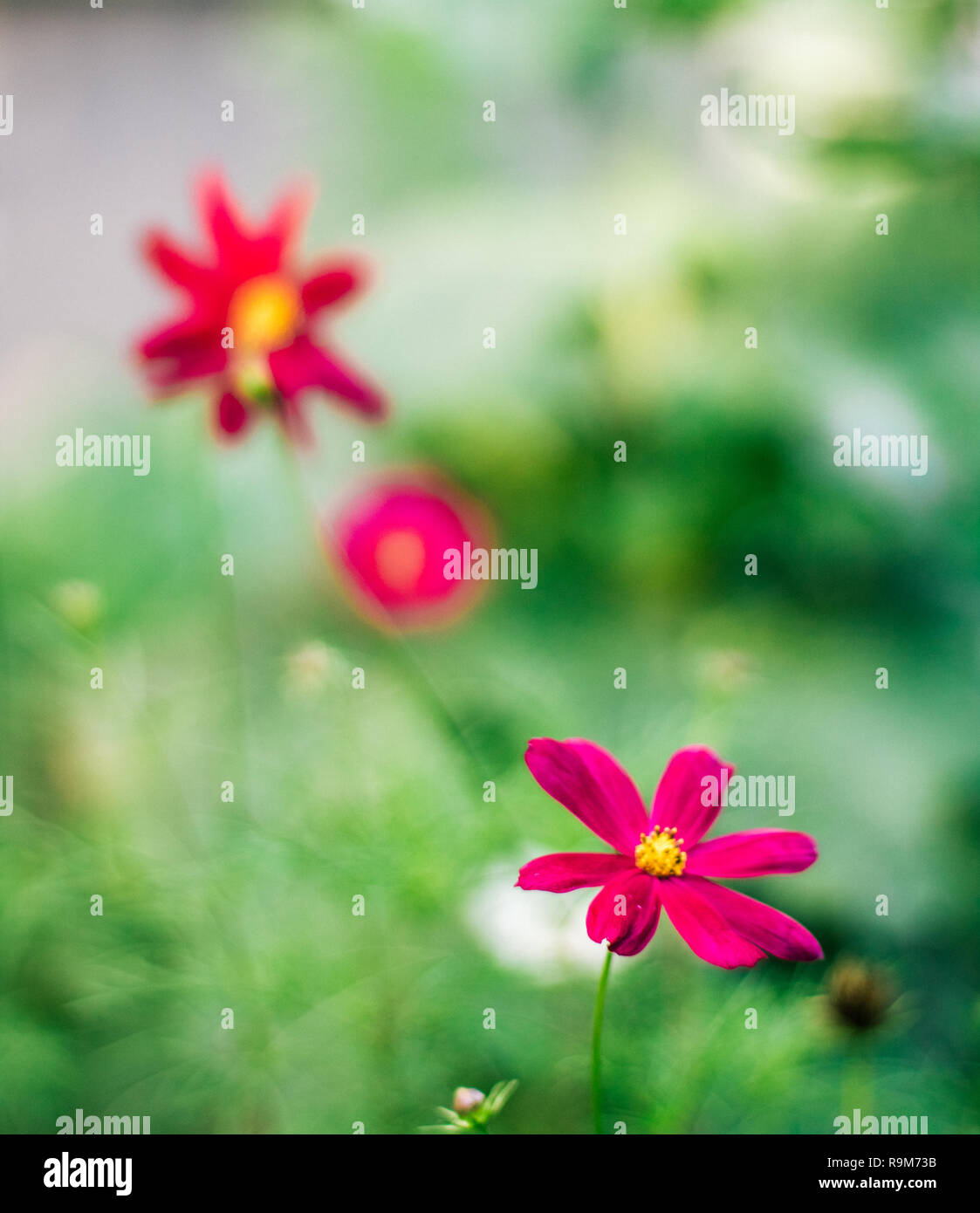 daisy garden - gardening, flowers and nature styled concept, elegant ...