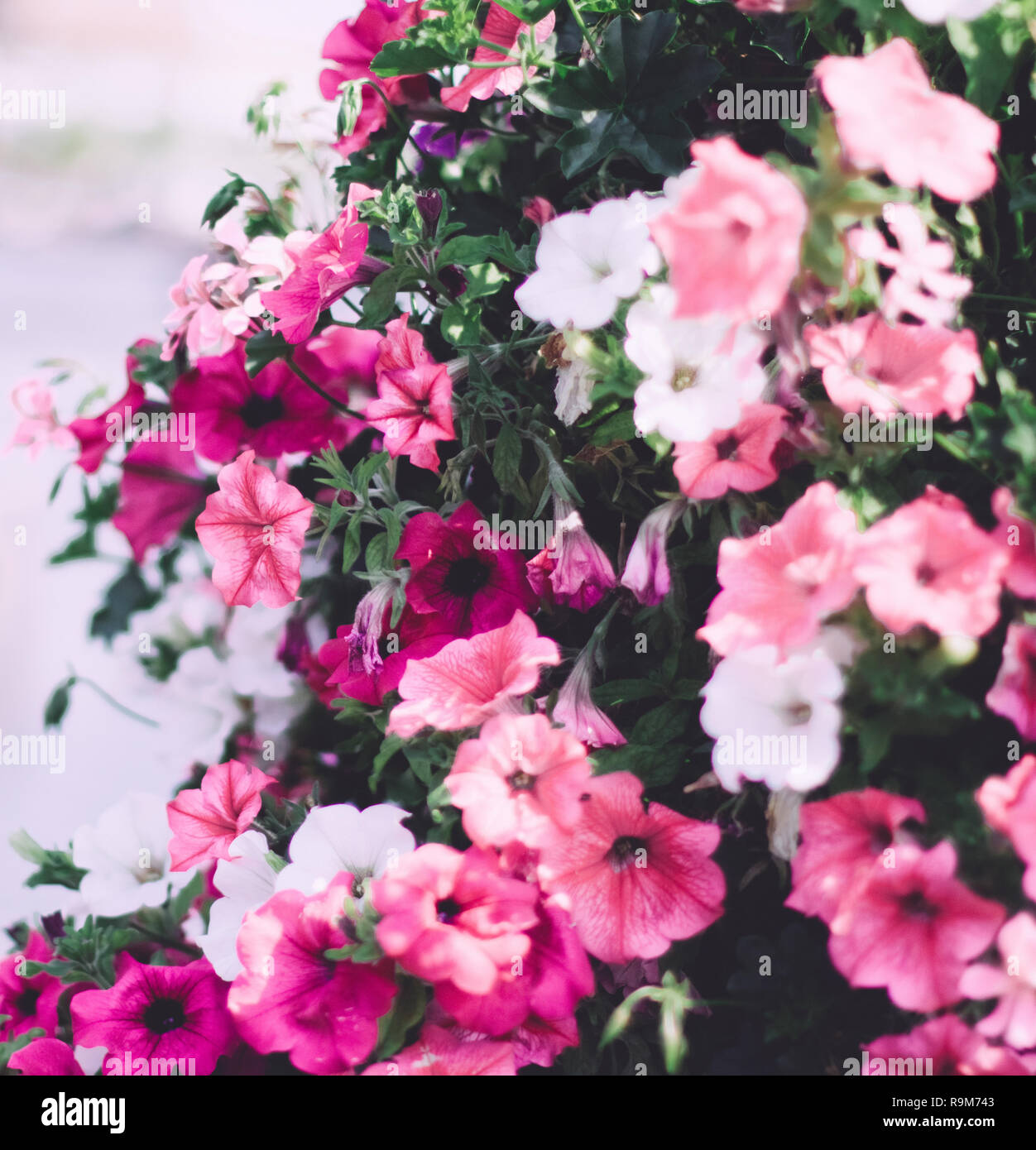 floral blossom - wedding, holiday and flower garden styled concept ...