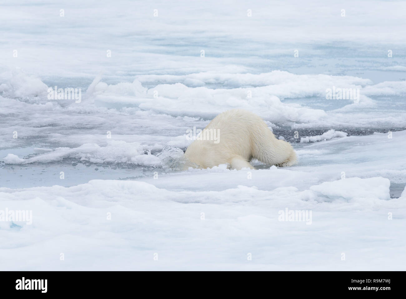 Wet polar bear shaking off on pack ice in Arctic sea Stock Photo - Alamy